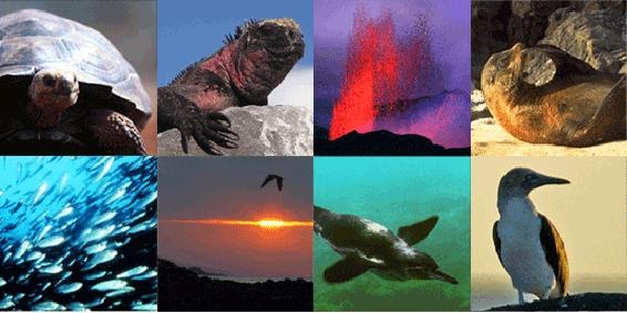 Fauna del Ecuador: ENDEMISMO